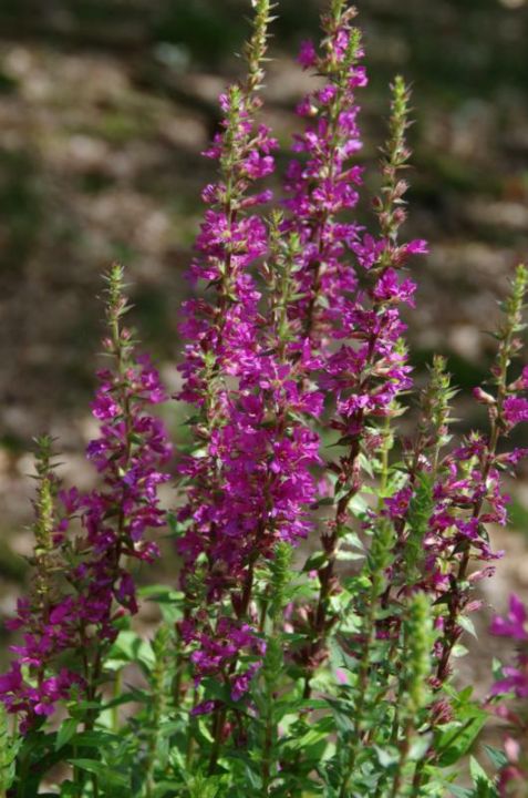 Lythrum salicaria 'Robert' - Grote kattenstaart | De Tuinen van Appeltern