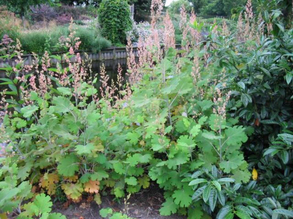 Macleaya microcarpa 'Kelways Coral Plume' - Pluimpapaver | De Tuinen ...