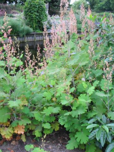 Macleaya microcarpa 'Kelways Coral Plume' - Pluimpapaver | De Tuinen ...