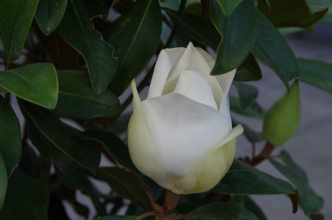 Magnolia grandiflora 'Goliath' - Groenblijvende beverboom | De Tuinen ...