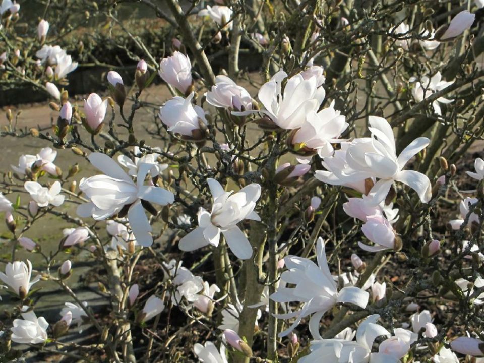 Magnolia stellata - Stermagnolia | De Tuinen van Appeltern