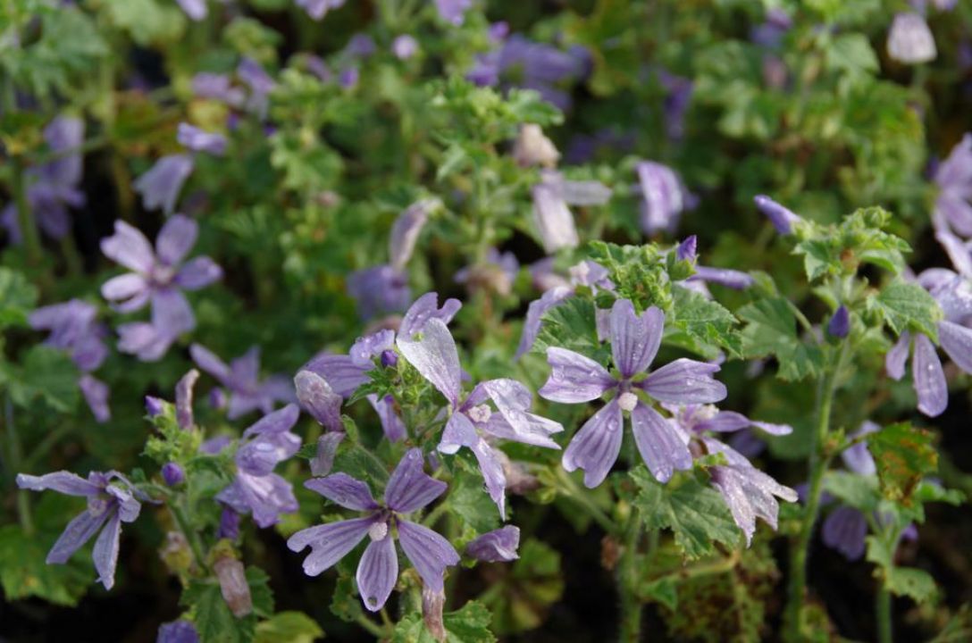 Malva sylvestris 'Primley Blue' - Blauwe malve | De Tuinen van Appeltern