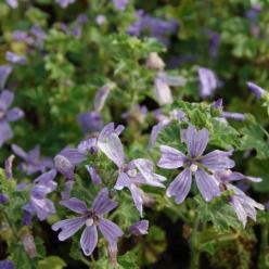 Malva sylvestris 'Primley Blue' - Blauwe malve | De Tuinen van Appeltern