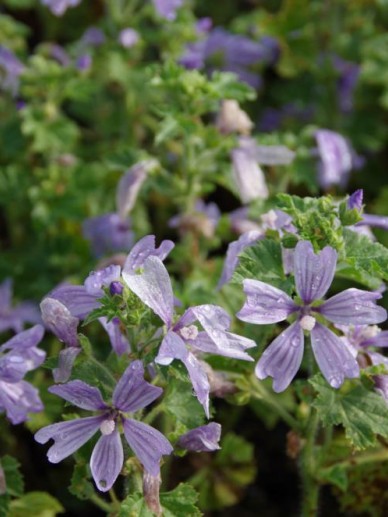 Malva sylvestris 'Primley Blue' - Blauwe malve | De Tuinen van Appeltern