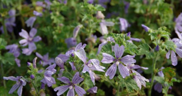 Malva sylvestris 'Primley Blue' - Blauwe malve | De Tuinen van Appeltern