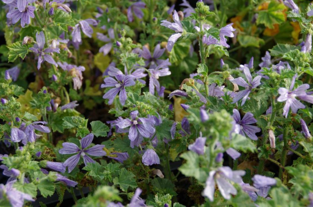 Malva sylvestris 'Primley Blue' - Blauwe malve | De Tuinen van Appeltern