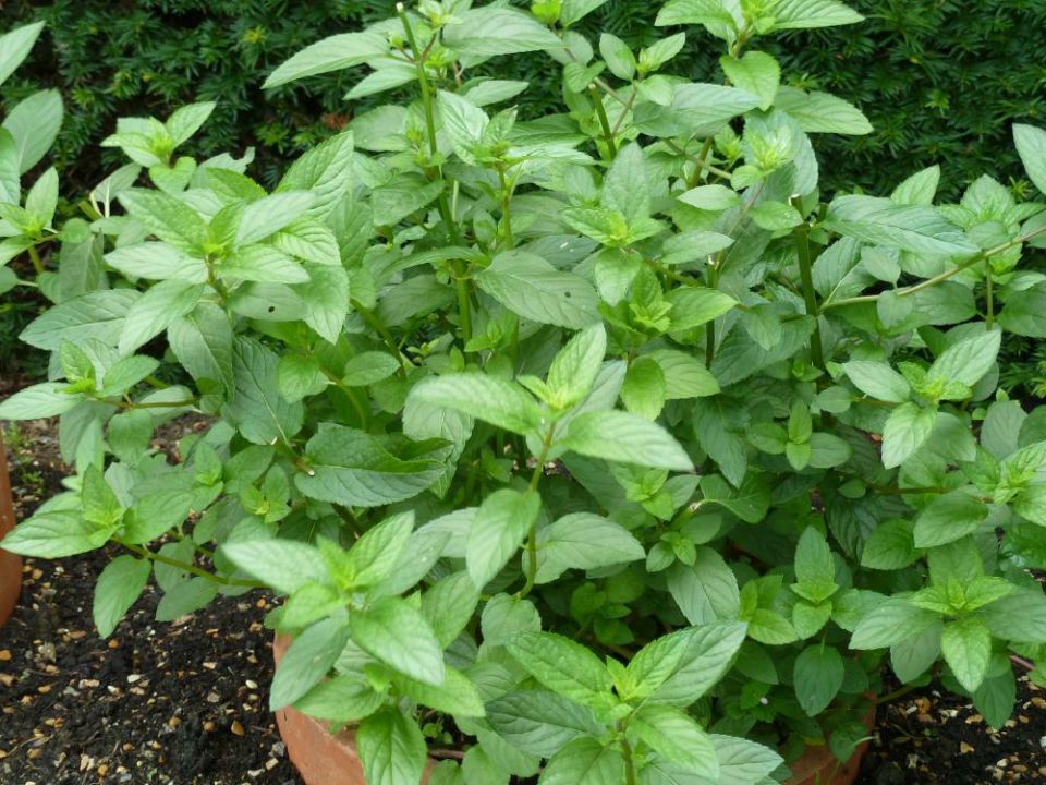 Mentha piperata - Japanse munt, mint, pepermunt | De Tuinen van Appeltern