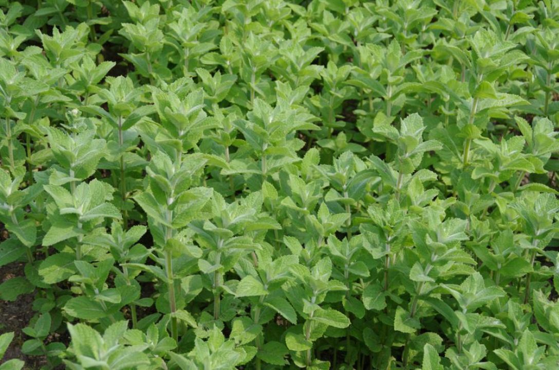 Mentha suaveolens - Appelmunt , Witte munt | De Tuinen van Appeltern