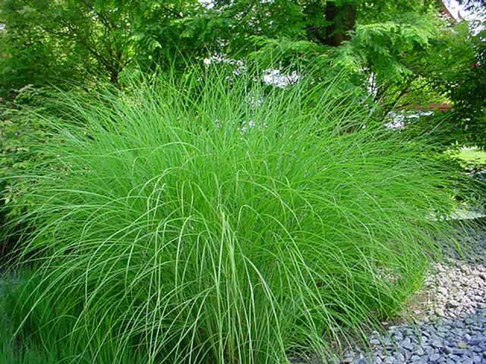 Miscanthus sinensis 'Gracillimus' - Prachtriet | De Tuinen van Appeltern