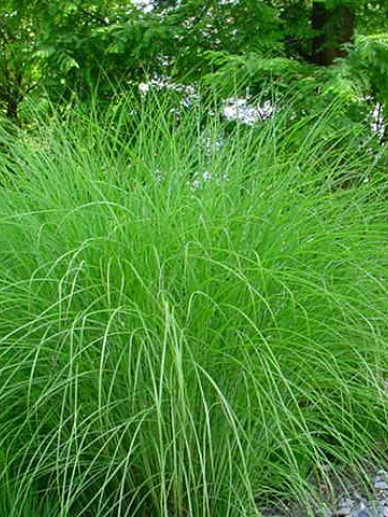 Miscanthus sinensis 'Gracillimus' - Prachtriet | De Tuinen van Appeltern