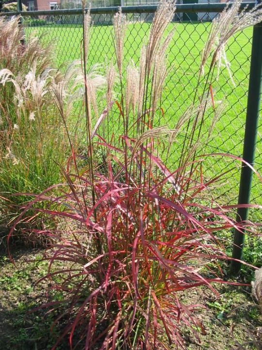 Miscanthus sinensis 'Roter Pfeil' - Prachtriet | De Tuinen van Appeltern