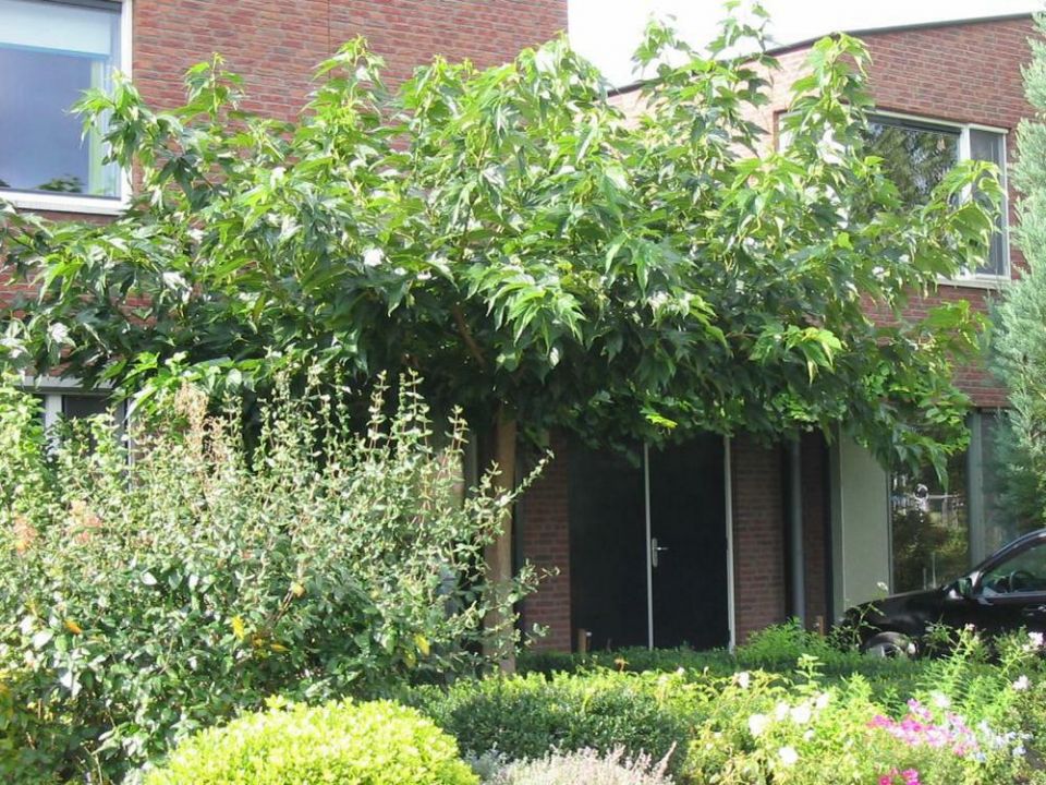 Morus alba 'Macrophylla' - Witte moerbei | De Tuinen van Appeltern