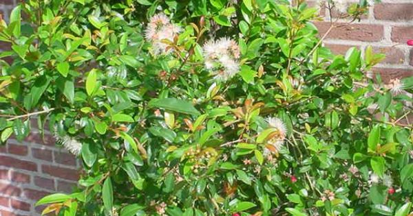 Myrtus communis - Myrte | De Tuinen van Appeltern