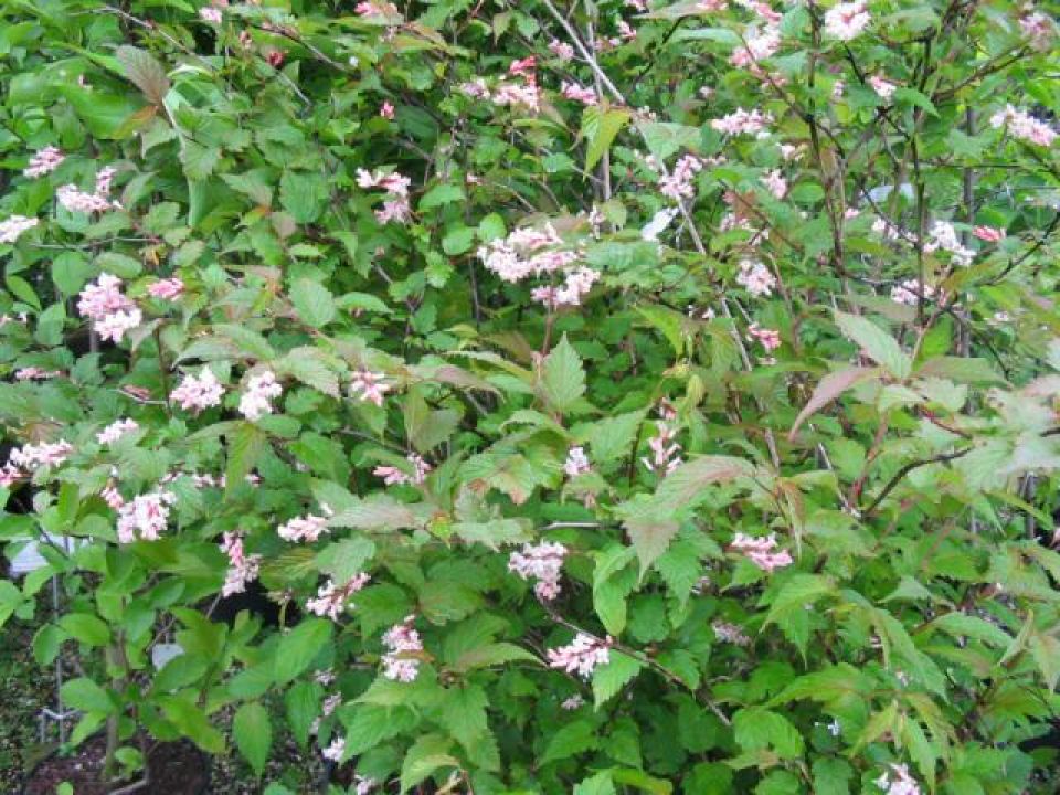 Neillia affinis - Trosspirea | De Tuinen van Appeltern