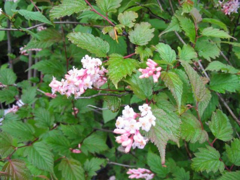 Neillia affinis - Trosspirea | De Tuinen van Appeltern