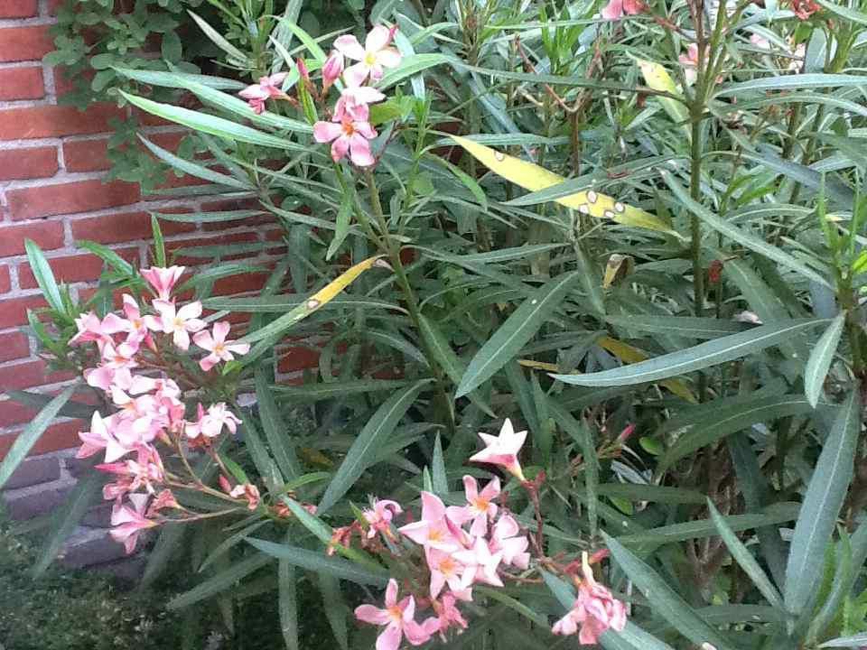 Nerium oleander - Oleander | De Tuinen van Appeltern