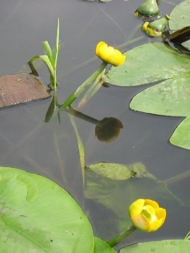 Nuphar lutea - Gele plomp | De Tuinen van Appeltern