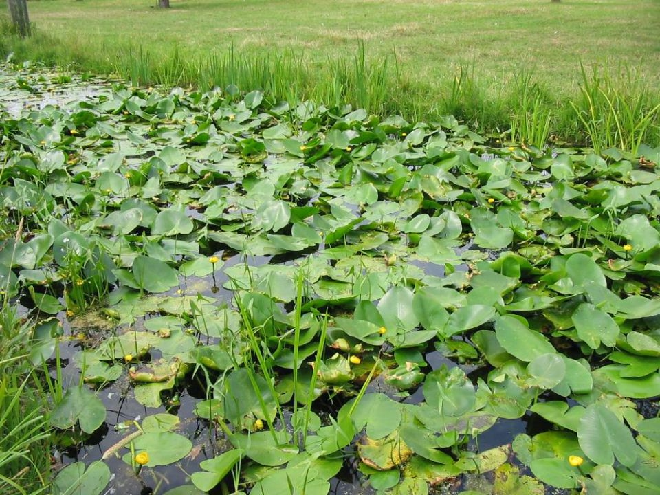 Nuphar lutea - Gele plomp | De Tuinen van Appeltern