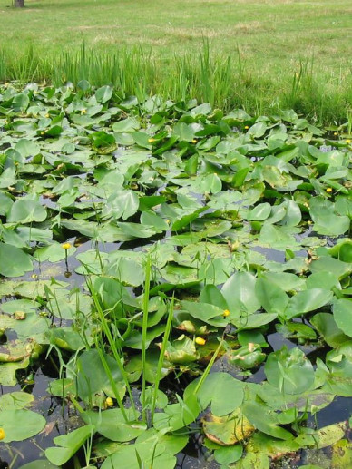 Nuphar lutea - Gele plomp | De Tuinen van Appeltern