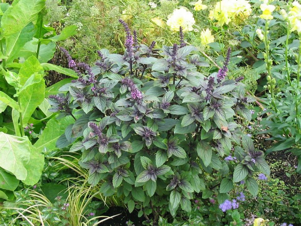 Ocimum basilicum 'Magic Blue' - Roodbladige basilicum | De Tuinen van ...