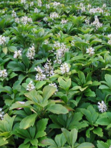 Pachysandra terminalis - Dikkemanskruid, schaduwkruid | De Tuinen van Appeltern