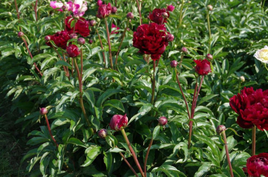 Paeonia 'Peter Brand' - Pioen | De Tuinen van Appeltern