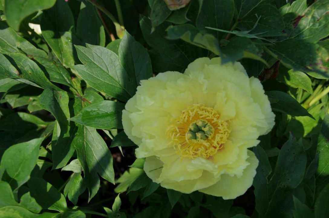 Paeonia 'Yellow Emperor' - Pioenroos | De Tuinen van Appeltern