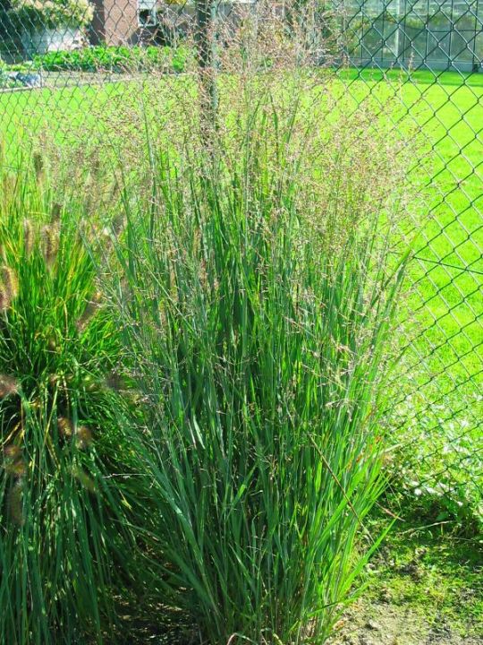 Panicum virgatum 'Heavy Metal' - Vingergras , Parelgierst | De Tuinen ...