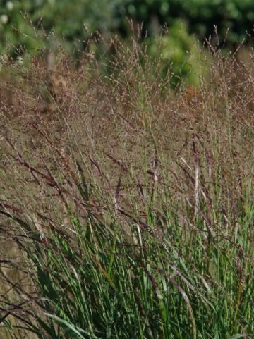 Bloemenweide-grassen border | De Tuinen van Appeltern