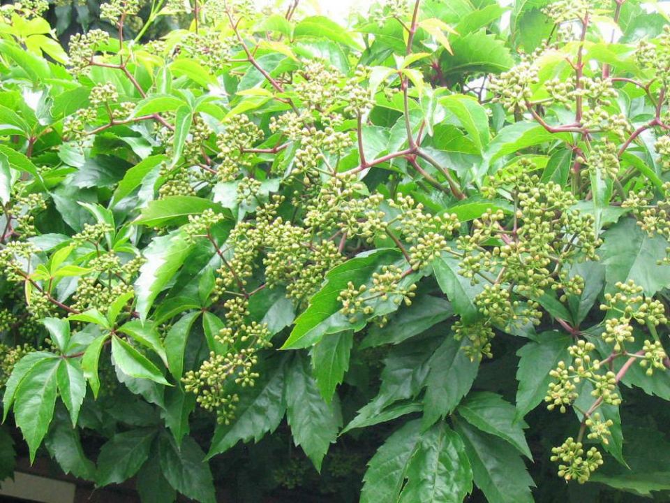 Parthenocissus henryana - Wingerd | De Tuinen van Appeltern