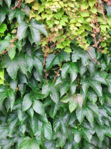 Parthenocissus tricuspidata 'Green Spring' - Wilde wingerd | De Tuinen ...