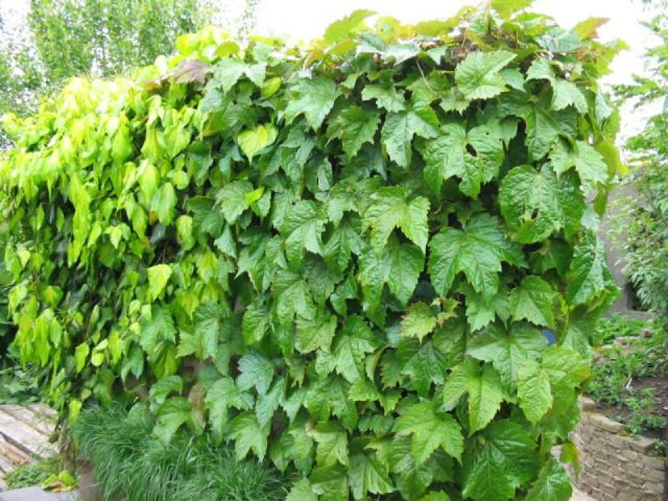 Parthenocissus tricuspidata 'Purpurea' - Wilde wingerd | De Tuinen van ...