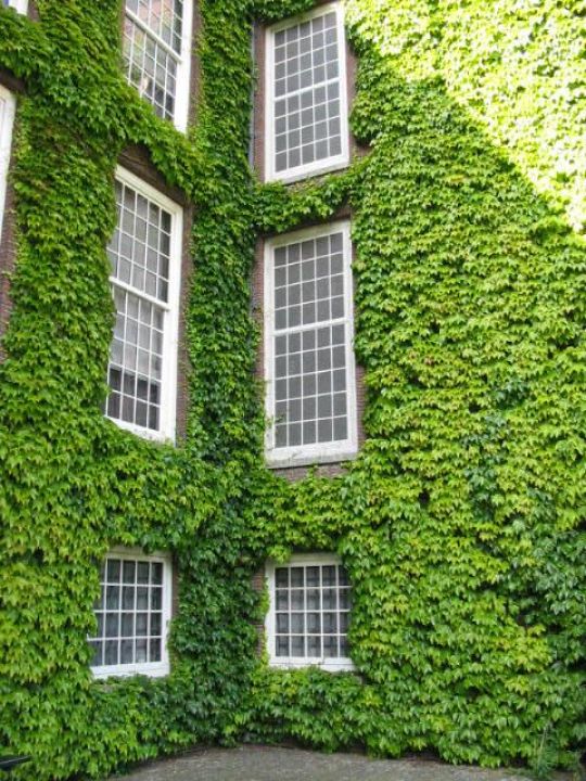 Parthenocissus tricuspidata 'Veitchii' - Wingerd | De Tuinen van Appeltern