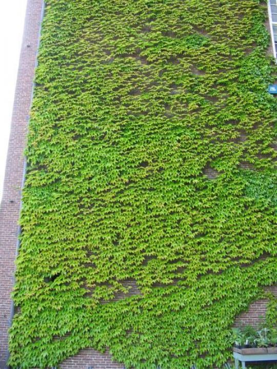 Parthenocissus tricuspidata 'Veitchii' - Wingerd | De Tuinen van Appeltern