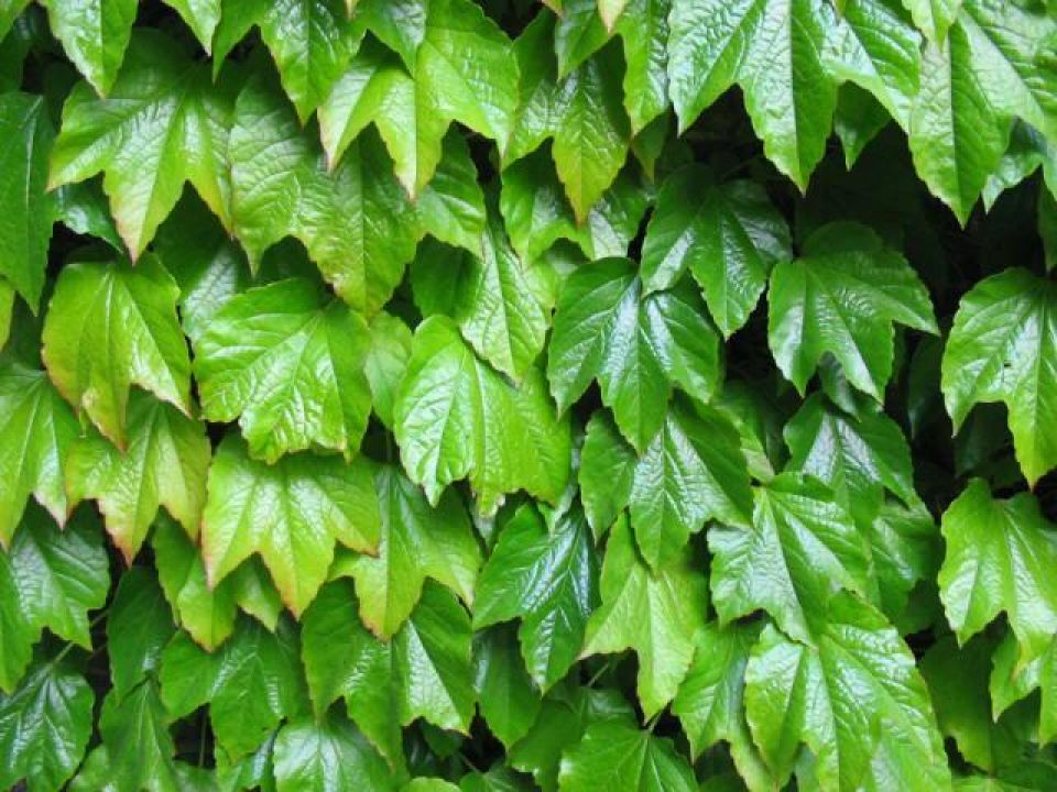 Parthenocissus tricuspidata 'Veitchii' - Wingerd | De Tuinen van Appeltern