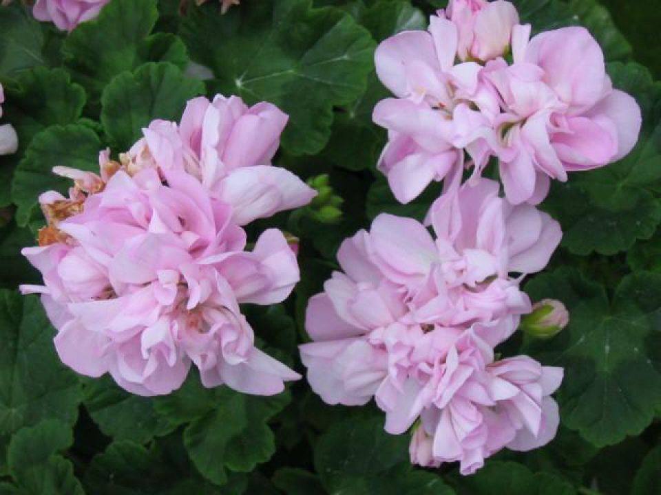 Pelargonium zonale - Staande geranium | De Tuinen van Appeltern