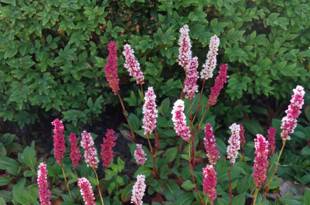 Persicaria affinis 'Darjeeling Red' - Duizendknoop | De Tuinen van ...