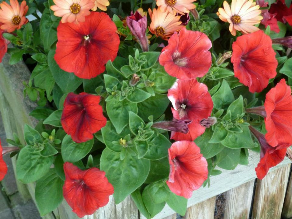 Petunia multiflora - Petunia | De Tuinen van Appeltern