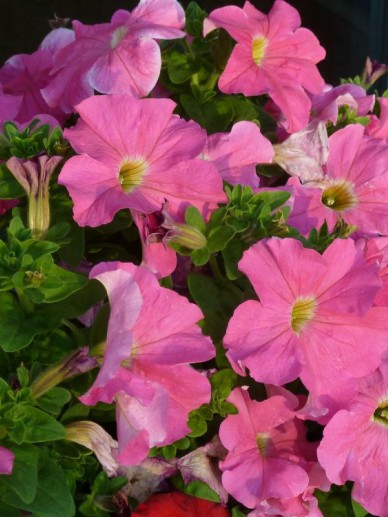 Petunia multiflora - Petunia | De Tuinen van Appeltern