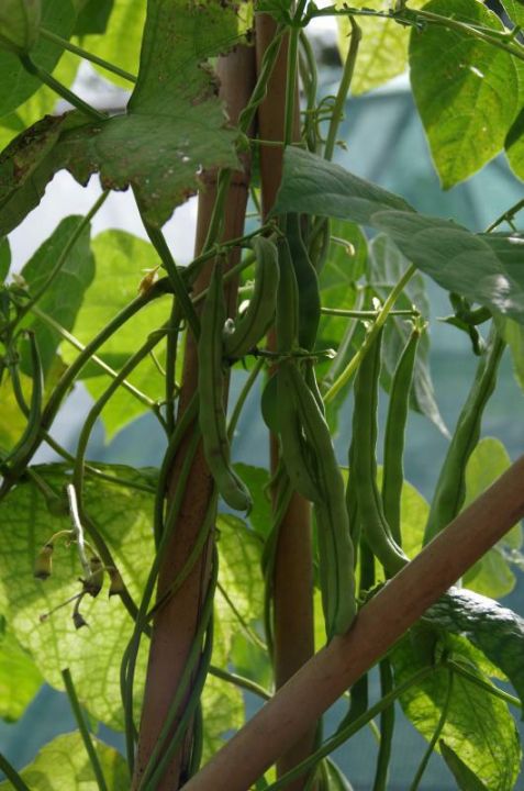 Phaseolus vulgaris - Prinsessenboon , Sperzieboon | De Tuinen van Appeltern