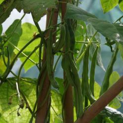 Phaseolus vulgaris - Prinsessenboon , Sperzieboon | De Tuinen van Appeltern