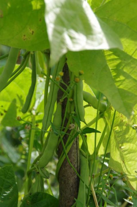 Phaseolus vulgaris - Prinsessenboon , Sperzieboon | De Tuinen van Appeltern