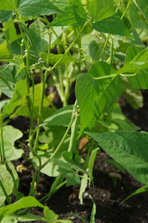 Phaseolus vulgaris - Prinsessenboon , Sperzieboon | De Tuinen van Appeltern