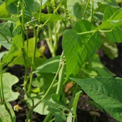 Phaseolus vulgaris - Prinsessenboon , Sperzieboon | De Tuinen van Appeltern