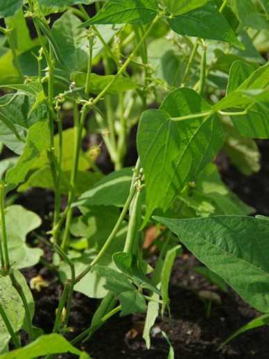 Phaseolus vulgaris - Prinsessenboon , Sperzieboon | De Tuinen van Appeltern
