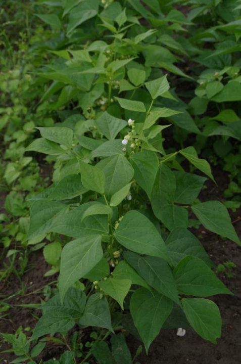Phaseolus vulgaris - Prinsessenboon , Sperzieboon | De Tuinen van Appeltern