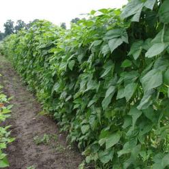 Phaseolus vulgaris - Prinsessenboon , Sperzieboon | De Tuinen van Appeltern