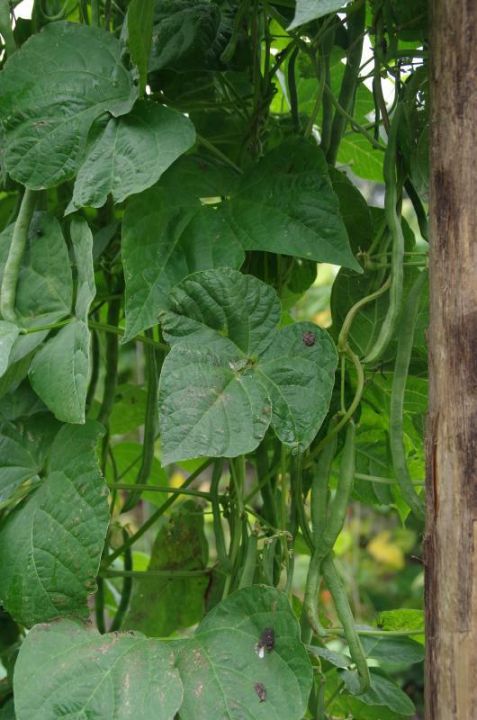 Phaseolus vulgaris - Prinsessenboon , Sperzieboon | De Tuinen van Appeltern