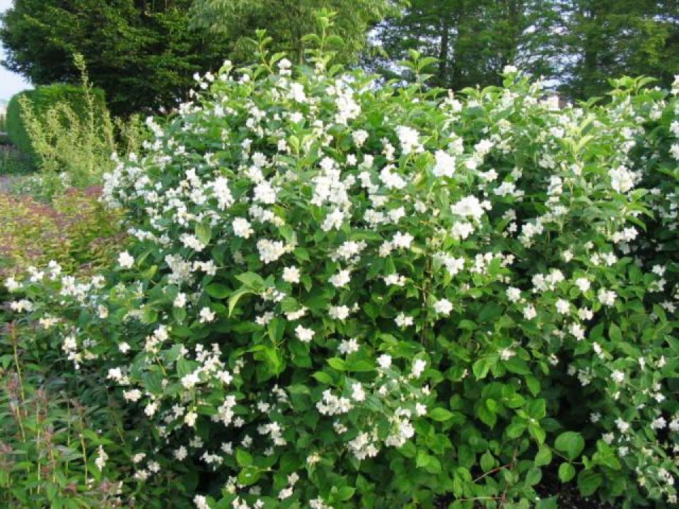 Philadelphus coronarius - Gewone boerenjasmijn | De Tuinen van Appeltern