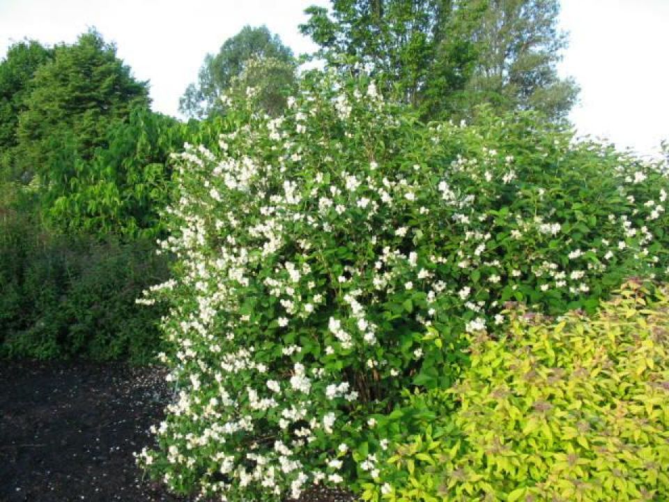 Philadelphus coronarius - Gewone boerenjasmijn | De Tuinen van Appeltern